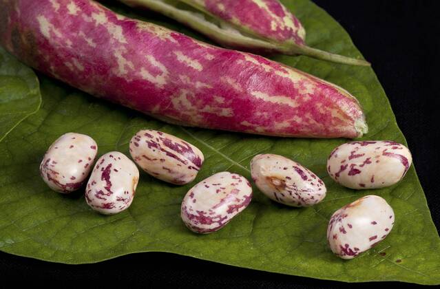 Borlotto - Bohne, Bohnen Sorte: Feuerzunge, Buschbohne, Bohnenkerne und ...