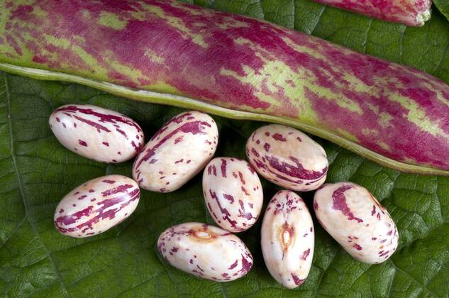 Borlotto - Bohne, Bohnen Sorte: Flambo, Buschbohne, Bohnenkerne und ...