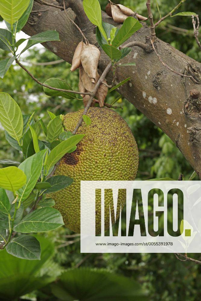 Jackfruchtbaum, Jackfrucht-Baum (Artocarpus heterophyllus), reife ...