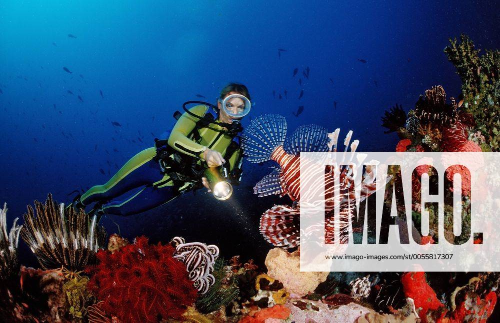 Rotfeuerfisch und Taucher, Pterois volitans, Bali, Indischer Ozean ...