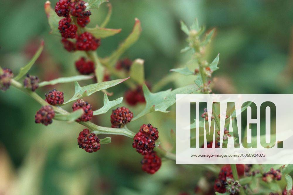 Kopfiger Erdbeerspinat (Chenopodium capitatum, Blitum capitatum ...