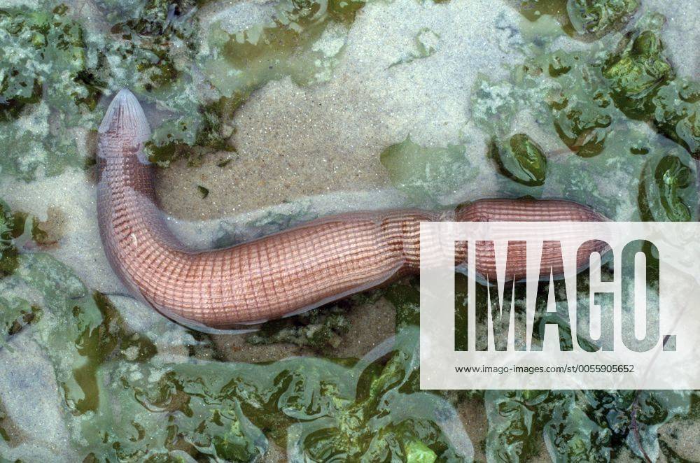 Sipunculus nudus (Sipunculus nudus), liegt zwischen Algen in seichtem ...