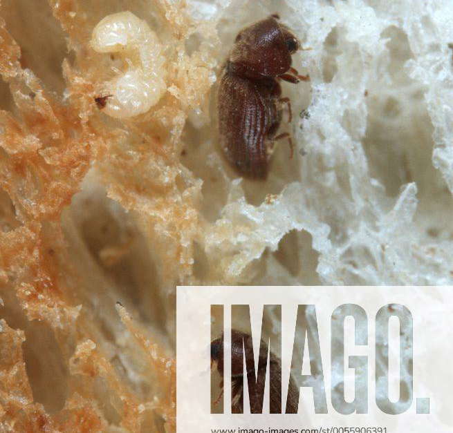 Brotkaefer, Brotbohrer (Stegobium paniceum), Kaefer und Larve im Brot ...