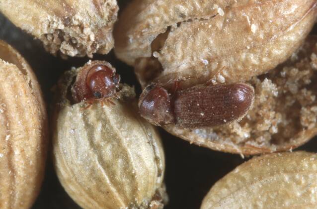 Brotkaefer, Brotbohrer, Kaefer und Larve im Brot drugstore beetle, drug ...