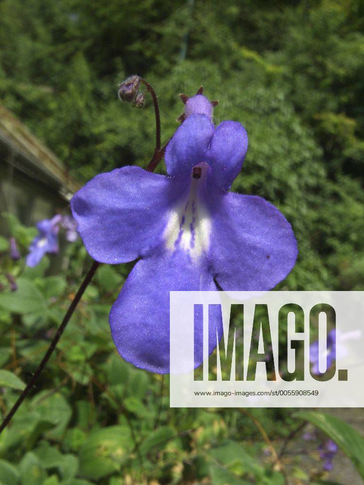 Drehfrucht, St. caulescens, Bluete Nodding Violet, strep, flower