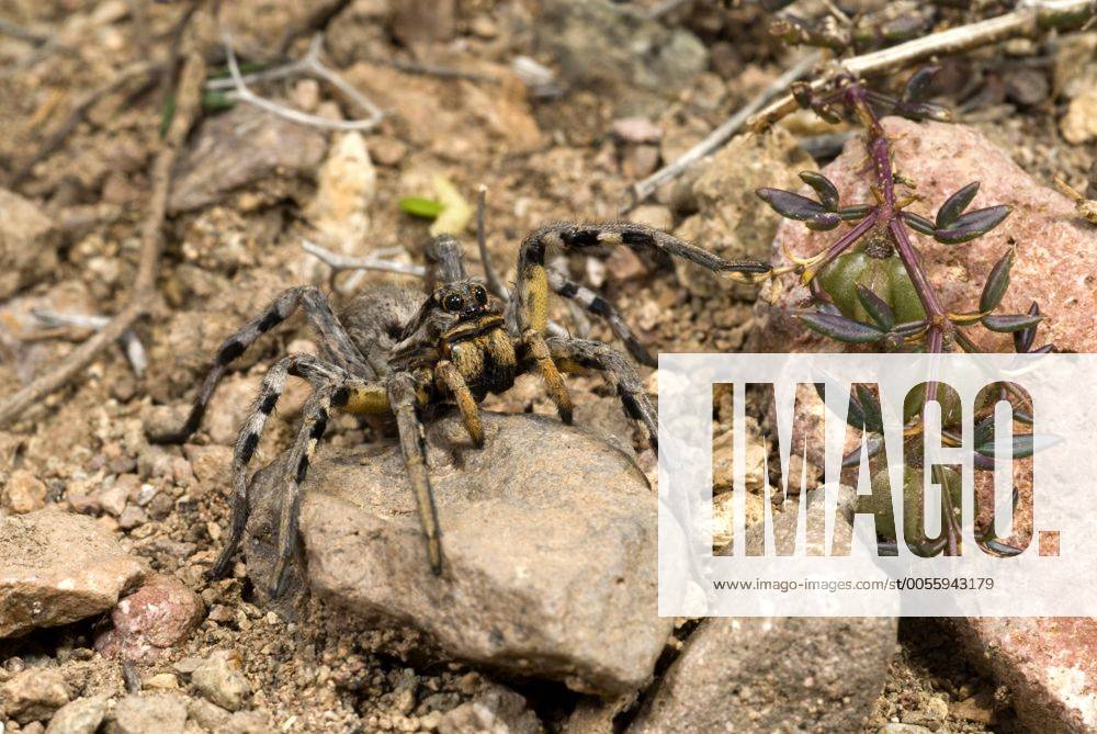 Spanische Tarantel (Lycosa hispanica), auf einem Stein, Spanien ...