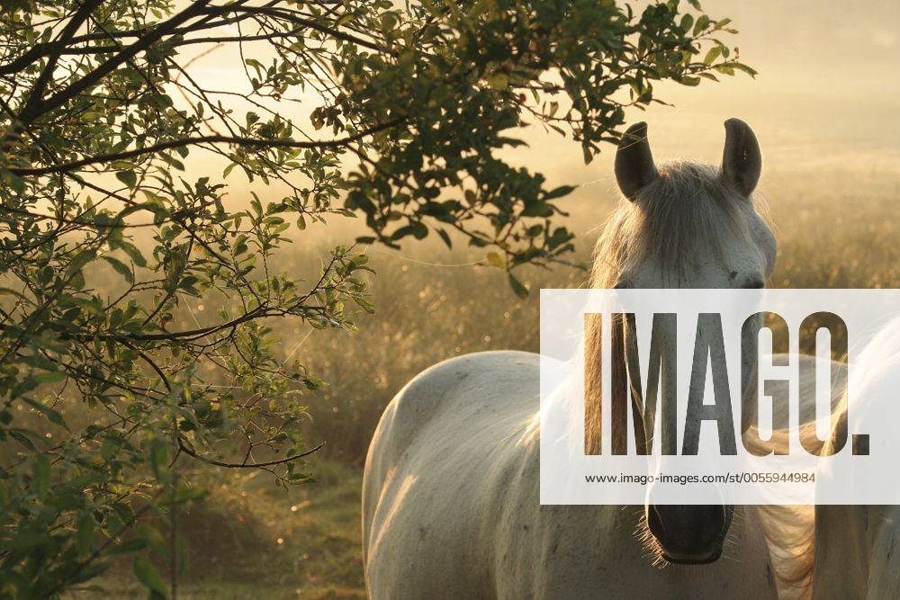Pferd, Schimmel in der Morgensonne, Deutschland, Sachsen domestic horse, white horse in morning