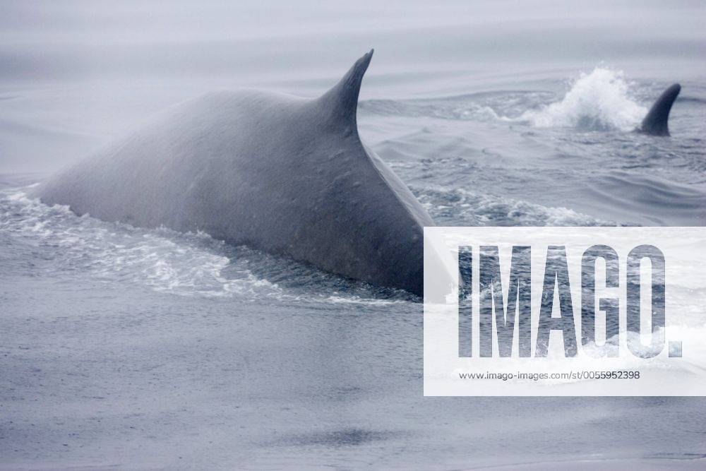 Seiwal, Wei-Wal (Balaenoptera borealis), auftauchend, Norwegen ...