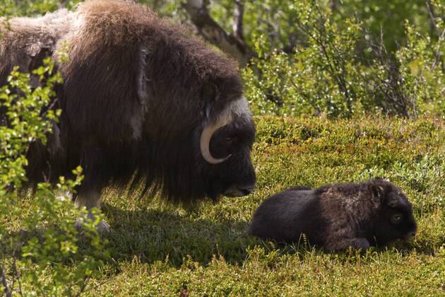 Moschusochse, Moschus-Ochse, Kuh mit Kalb, Norwegen, Dovrefjell ...