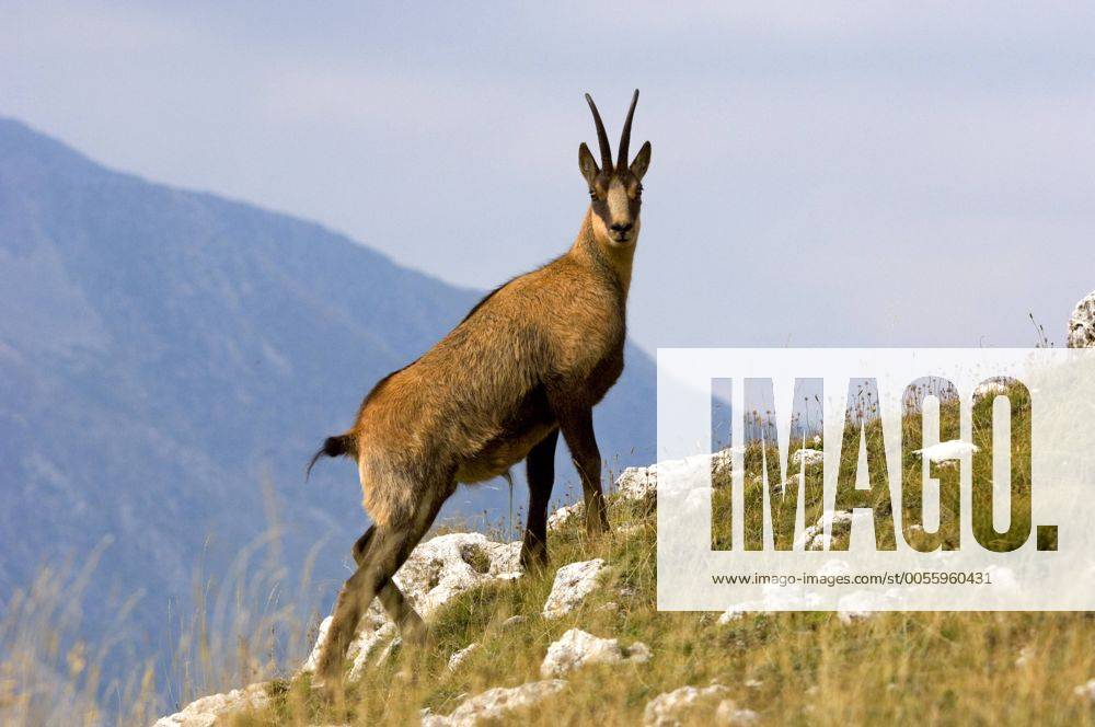 Abruzzen-Gaemse, Abruzzengaemse, Abbruzzen-Gemse, Abbruzzengemse ...