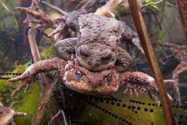 Erdkroete, Erd-Kroete, bei der Paarung, Deutschland European common ...