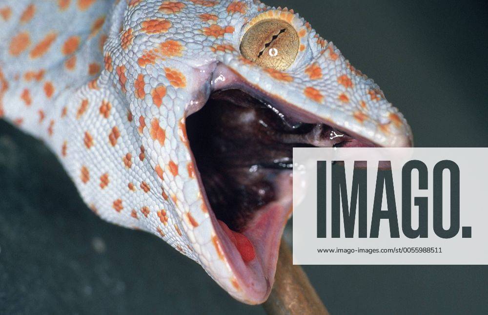 Tokay Gecko Teeth