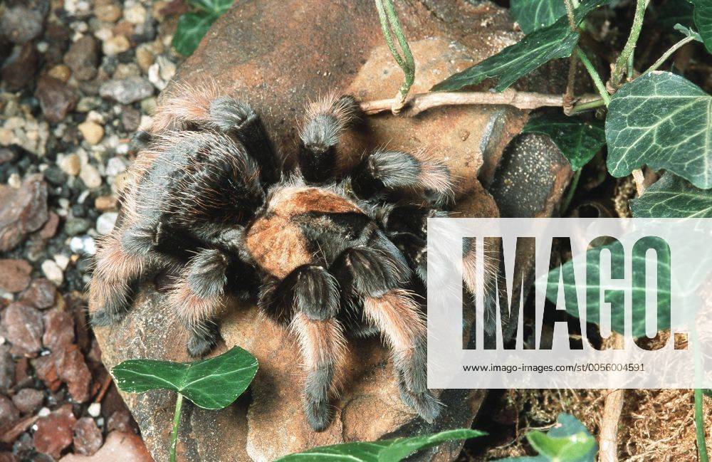 Rotbein-Vogelspinne (Brachypelma emilia). Mexican redleg tarantula ...