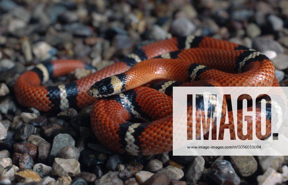 Rote Koenigsnatter, Sinaloa-Dreiecksnatter, Rote Koenigs-Natter ...