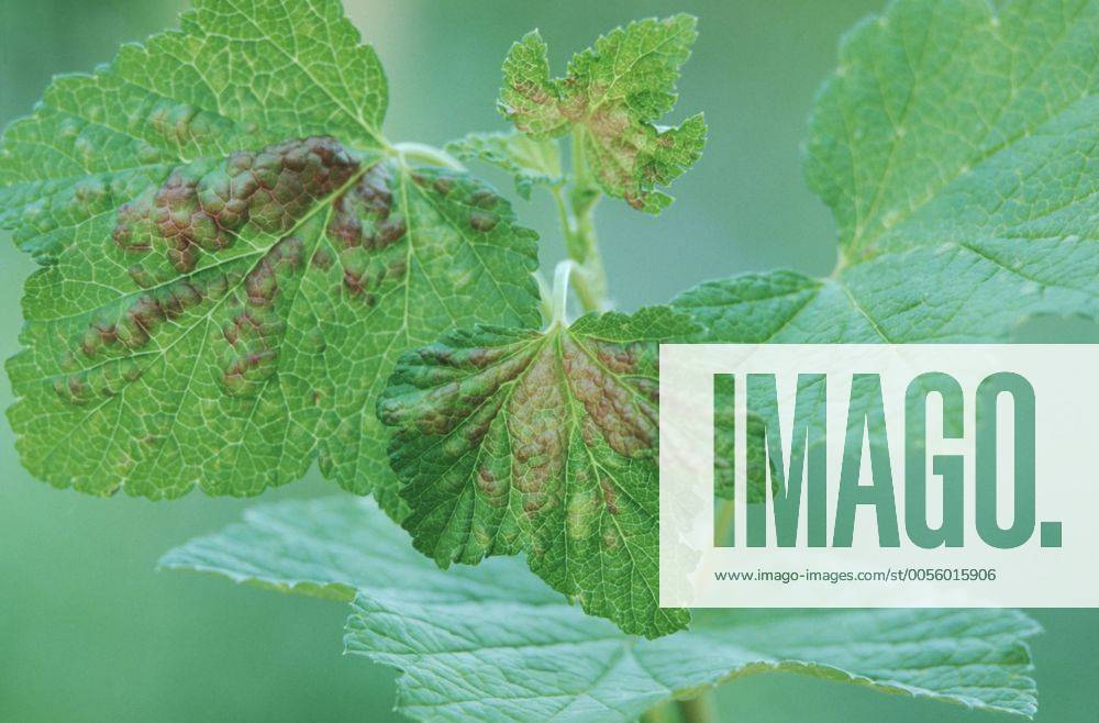 Johannisbeerblasenlaus, Johannisbeer-Blasenlaus (Cryptomyzus ribis), an ...