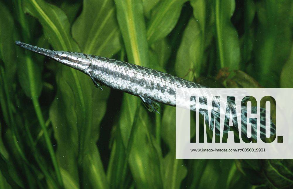 Gemeiner Knochenhecht, Schlanker Knochenhecht (Lepisosteus cf. osseus ...