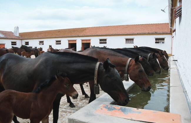 Altér Real, Portugal domestic horse, Portugal
