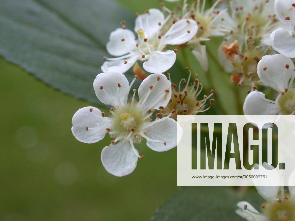 Warzenglanzmispel, Warzenglanz-Mispel, Blueten Photinia, flowers