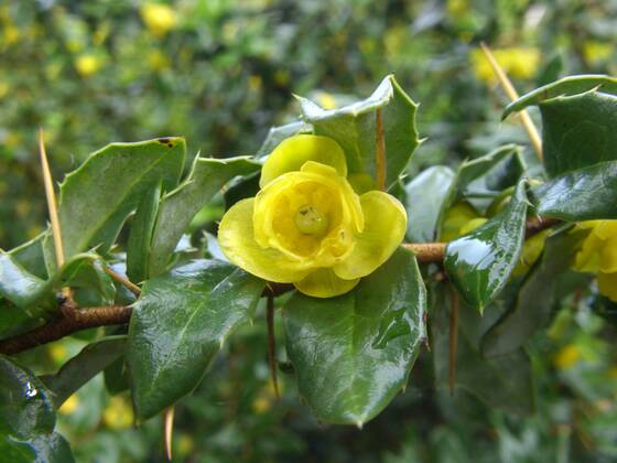 Warzige barberry, Warts barberry, warzenberberitze Berberis verruculosa ...
