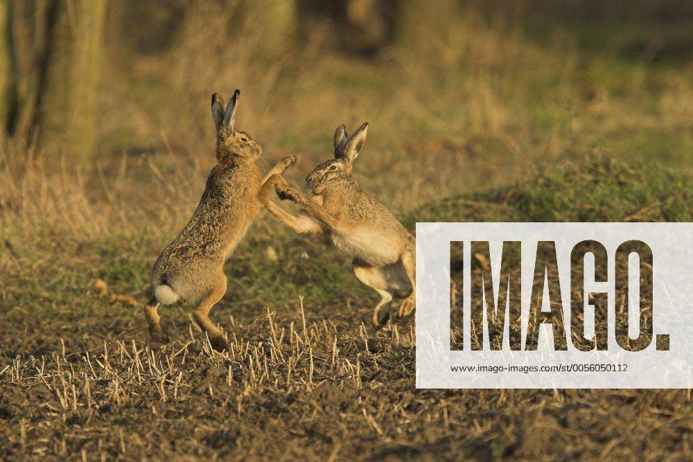 Europaeischer Hase, Europaeischer Feldhase (Lepus europaeus), rammelnde ...