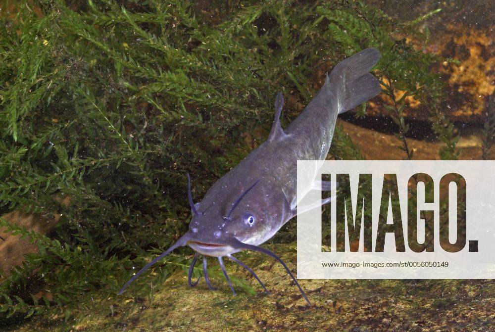 Amerikanischer Zwergwels, Brauner Zwergwels, Langschwaenziger ...