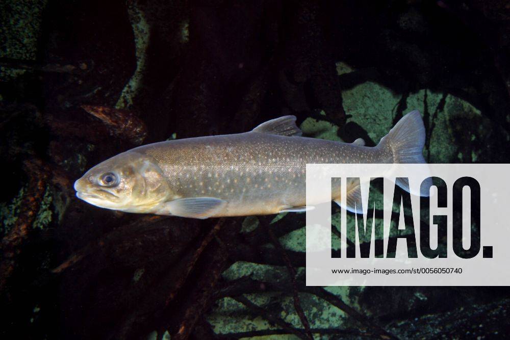 Seesaibling, See-Saibling, Wandersaibling, Wander-Saibling ...