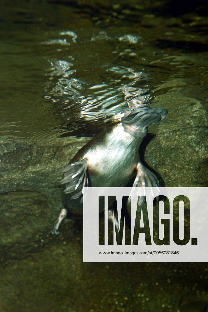 Schnabeltier, Schnabel-Tier (Ornithorhynchus anatinus), schwimmend, an ...