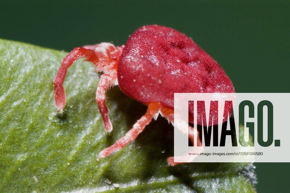 Samtmilbe, Sammetmilbe, Rote Samtmilbe, Rote Samt-Milbe, auf Blatt ...