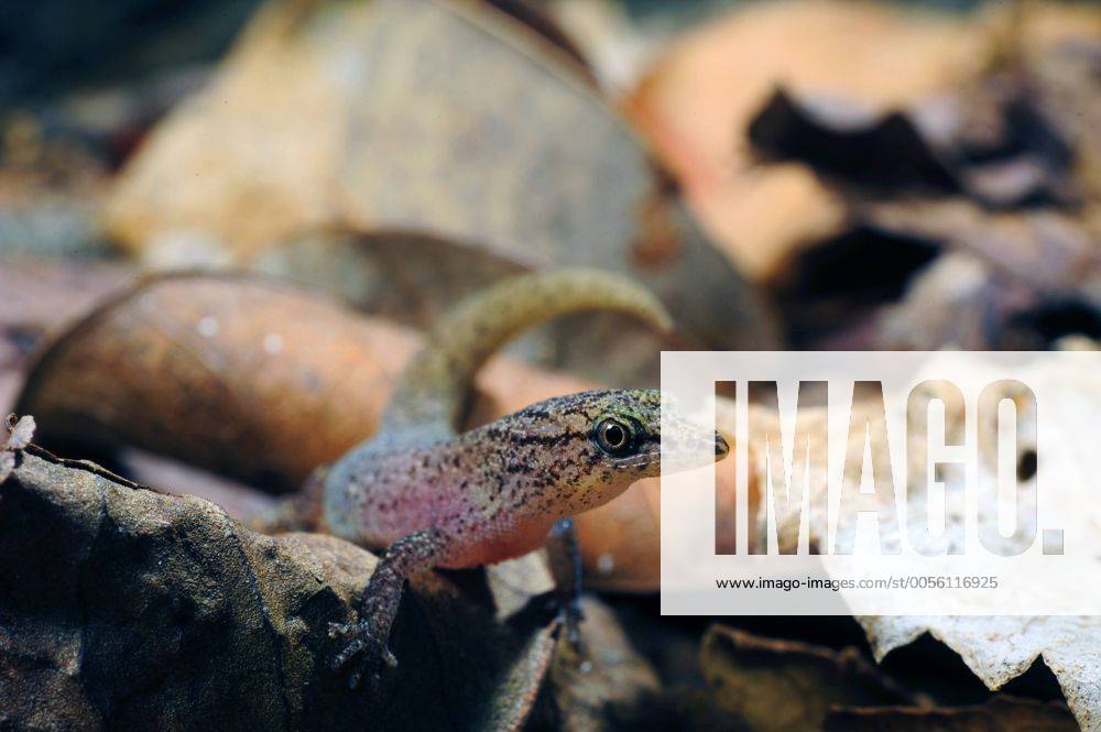 Kugelfingergecko (Sphaerodactylus millepunctatus), einer der kleinsten Geckos der Welt sitzt auf