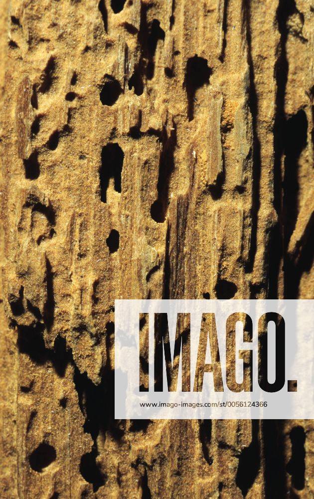 Totenuhr, Pochkaefer, Gescheckter Nagekaefer, Frassgaenge der Larve ...