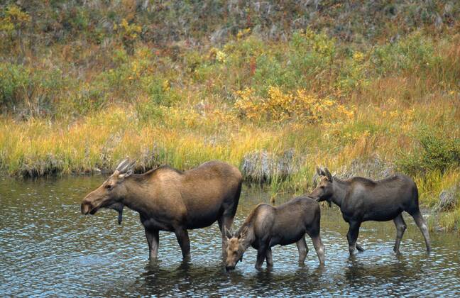 Alaskaelch, Alaska-Elch, Alaska Elch (Alces alces gigas), Elchgeweih ...