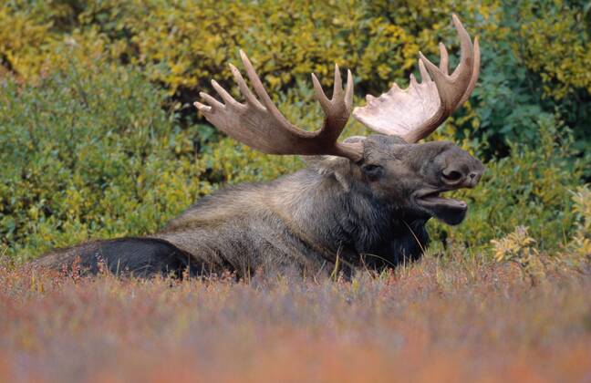 Alaskaelch, Alaska-Elch, Alaska Elch (Alces alces gigas), Elchgeweih ...