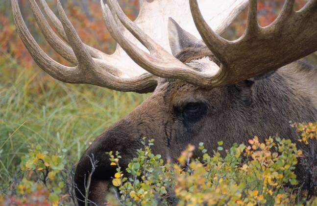 Alaskaelch, Alaska-Elch, Alaska Elch (Alces alces gigas), Elchgeweih ...