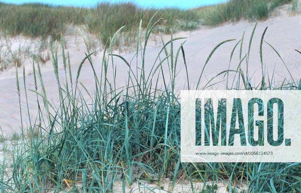 Strandhafer, Strandroggen, Strand-Hafer, Strand-Roggen, bluehende ...