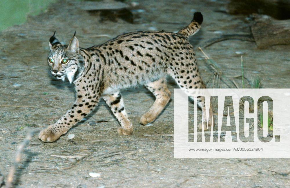 Iberischer Luchs, Pardelluchs, Spanische Wildkatze, Pardel-Luchs ...