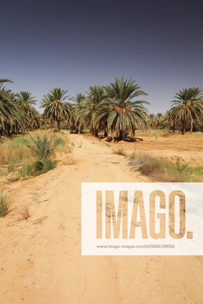 Dattelpalmen (Phoenix) in einer Oase bei Ksar Ghilane, Sahara, Tunesien ...