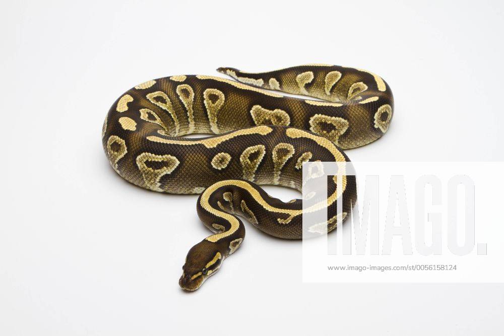 Königspython (Python regius) Phantom Yellow Belly, Weibchen