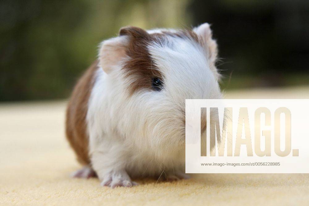 Junges Meerschweinchen, Rassemeerschweinchen Schweizer Teddy, Farbe ...