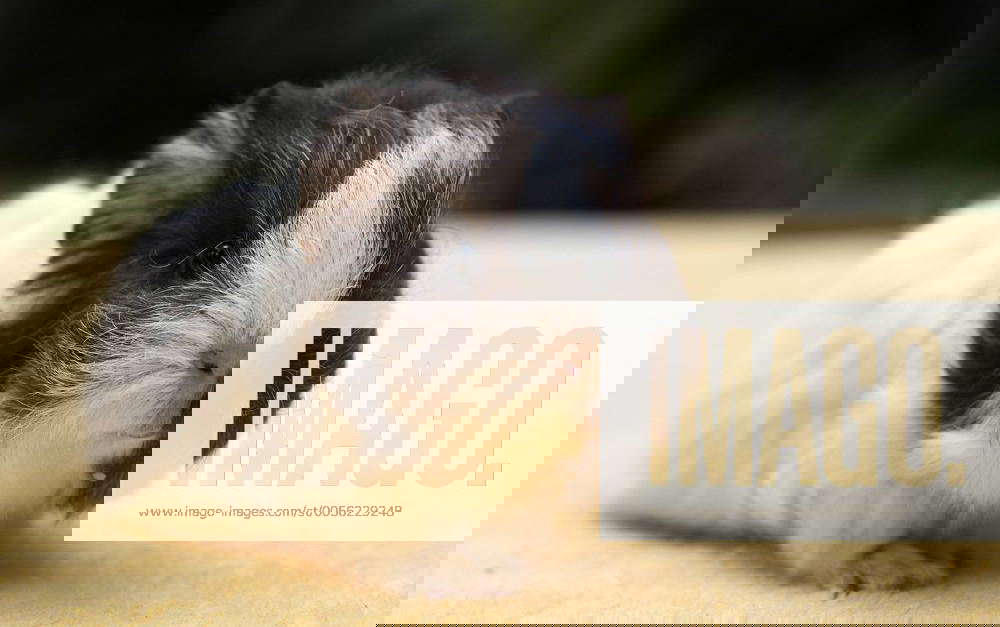 Junges Meerschweinchen, Rassemeerschweinchen Schweizer Teddy, Farbe ...