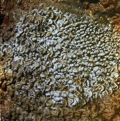 Geyserite is a mineral that is crystallized from hot water mainly round ...