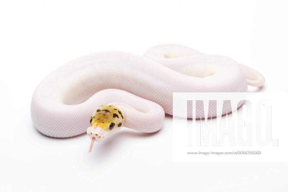 Königspython (Python regius) Bumble Bee Piebald, Weibchen ...