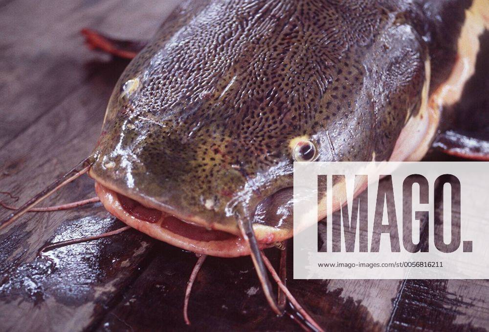 Wels in Iquitos 03 95 mapo Reise Urlaub Südamerika Peru Tier Fisch Wels ...