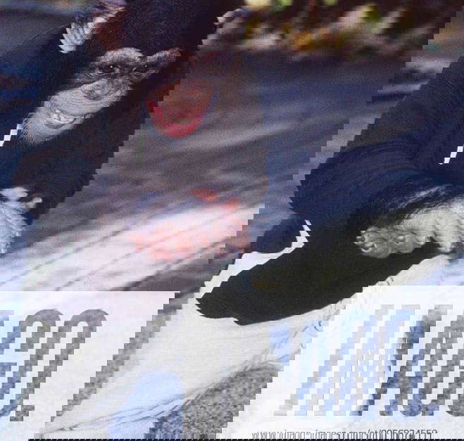 Affe Charly aus Unser Charly (ZDF) 11 95 ker TV Fernsehen Tier hoch ...