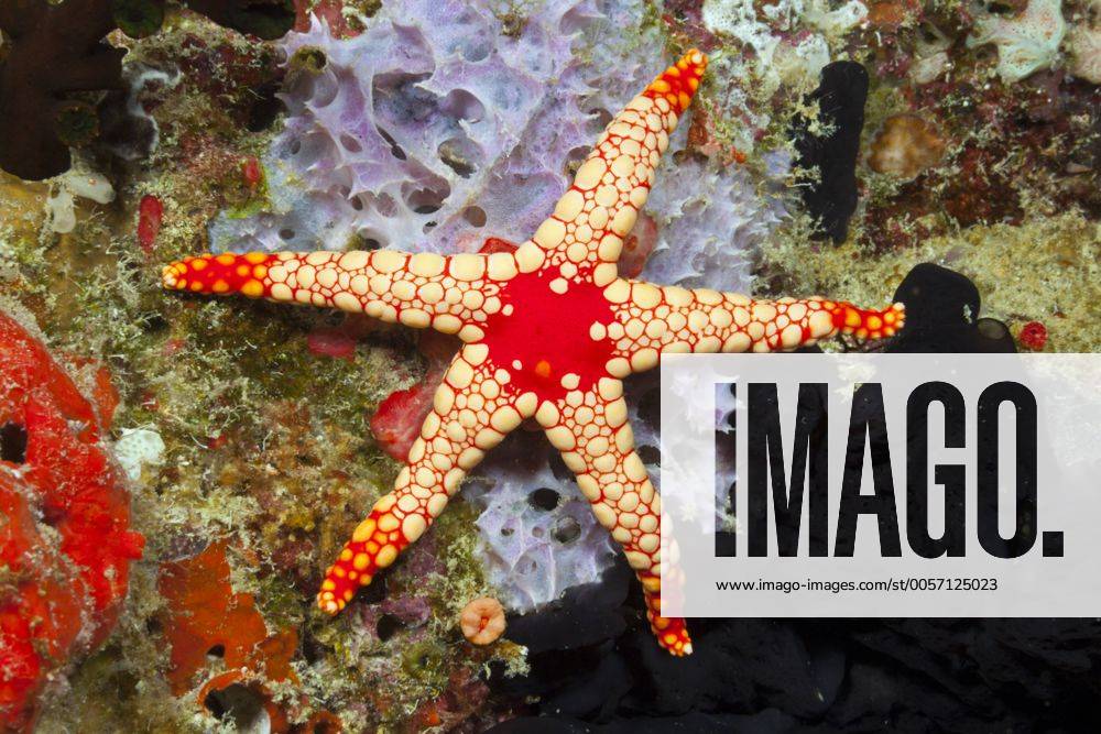 Roter Maschen-Seestern, Fromia monilis, Baa Atoll, Indischer Ozean, Malediven Red Mesh Starfish