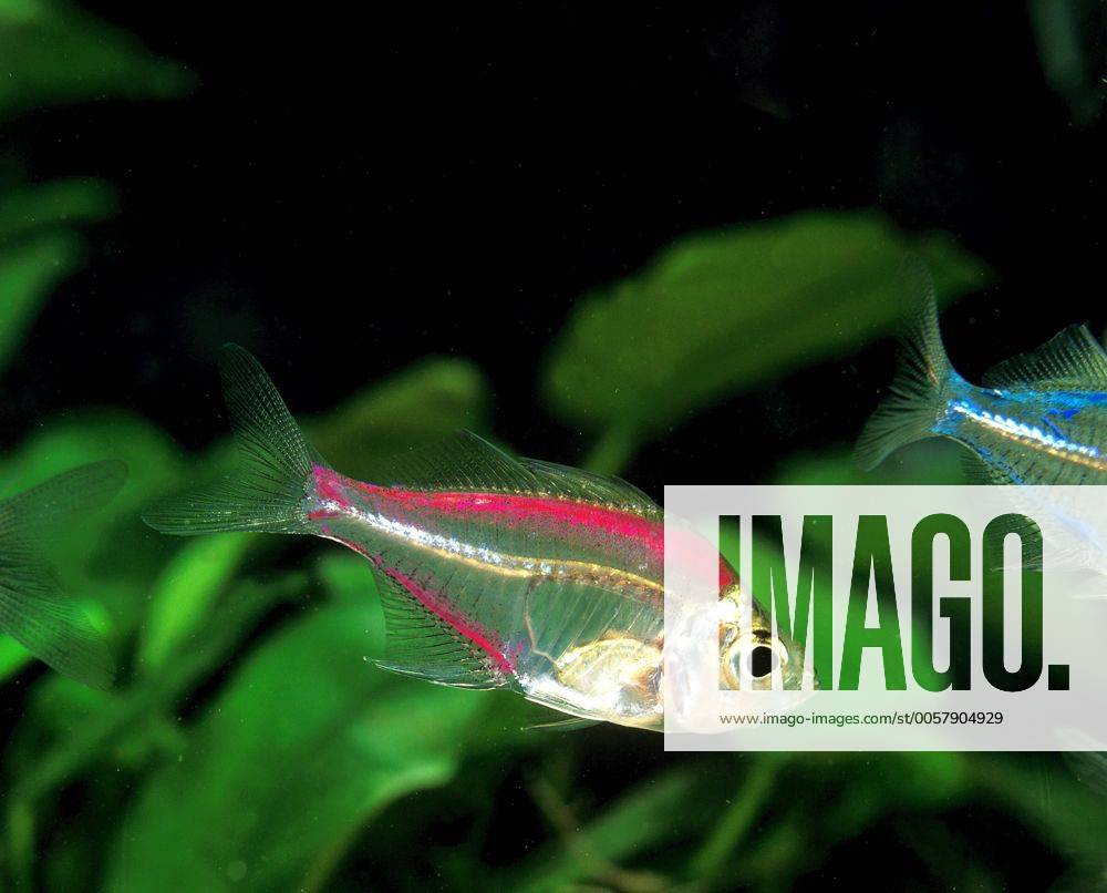 GLASSFISH chanda ranga color, ADULT