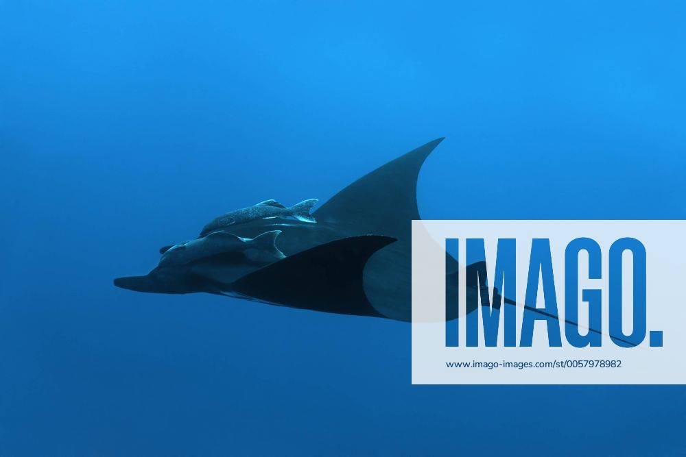 Riesenrochen, Teufelsrochen (Manta birostris), Roca Partida ...