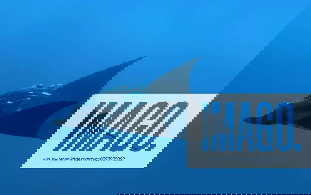 Riesenrochen, Teufelsrochen (Manta birostris), Roca Partida ...