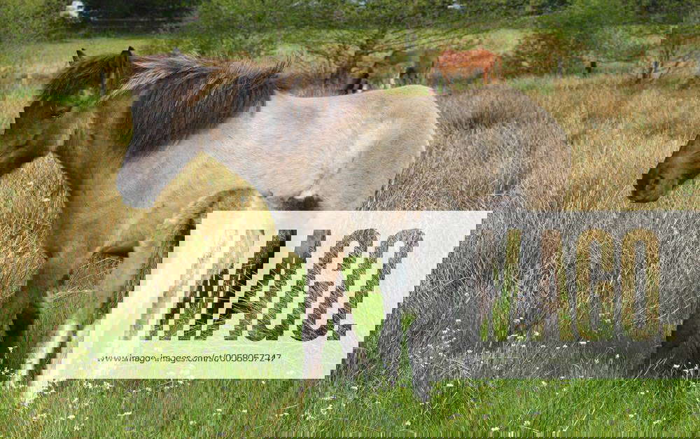 Stute säugt Fohlen, Pferderasse Islandpony, Island-Pony, Islandpferd ...