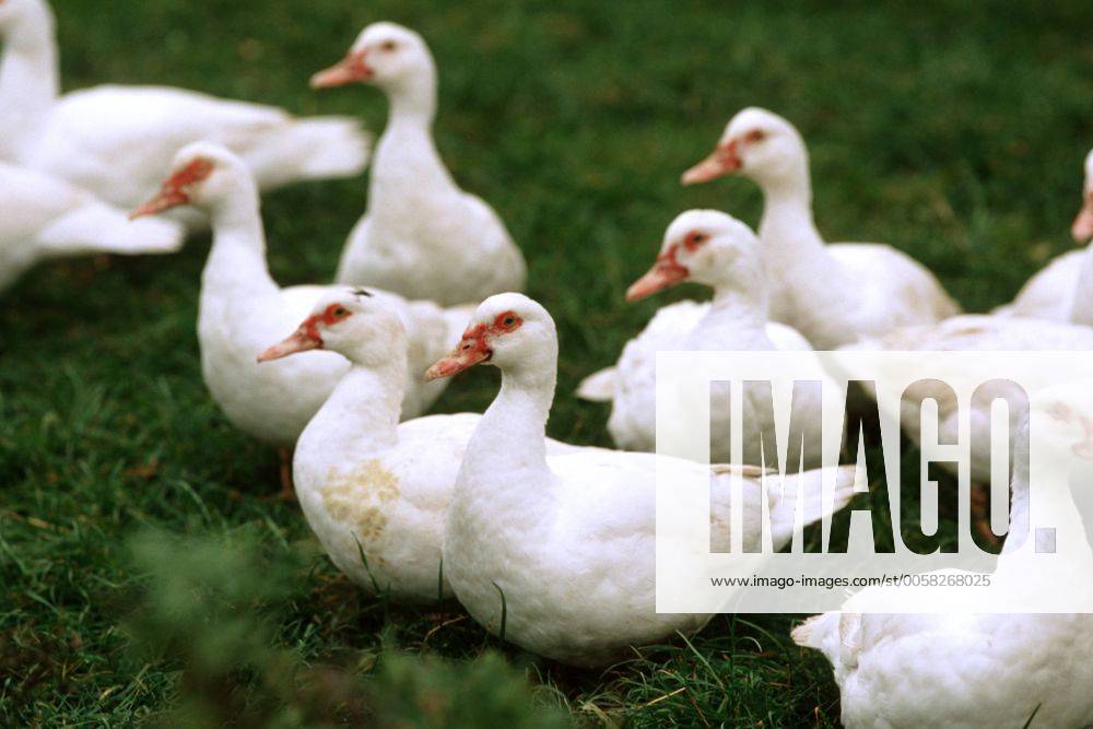 Moschusente, Moschus-Ente, mehrere Weibchen der Warzenente auf einer ...