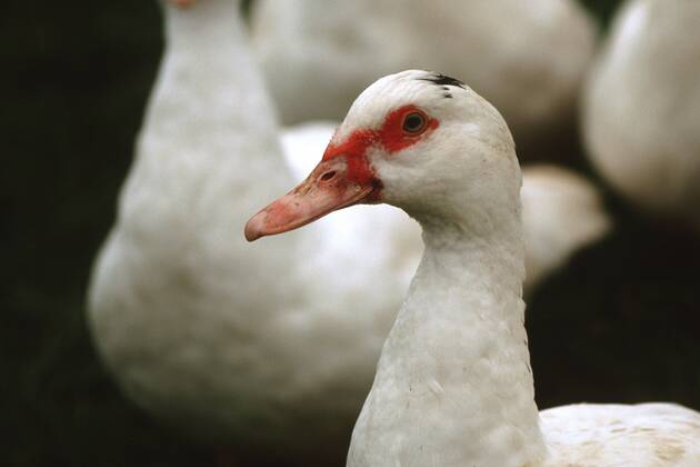 Moschusente, Moschus-Ente (Cairina moschata), mehrere Weibchen der ...